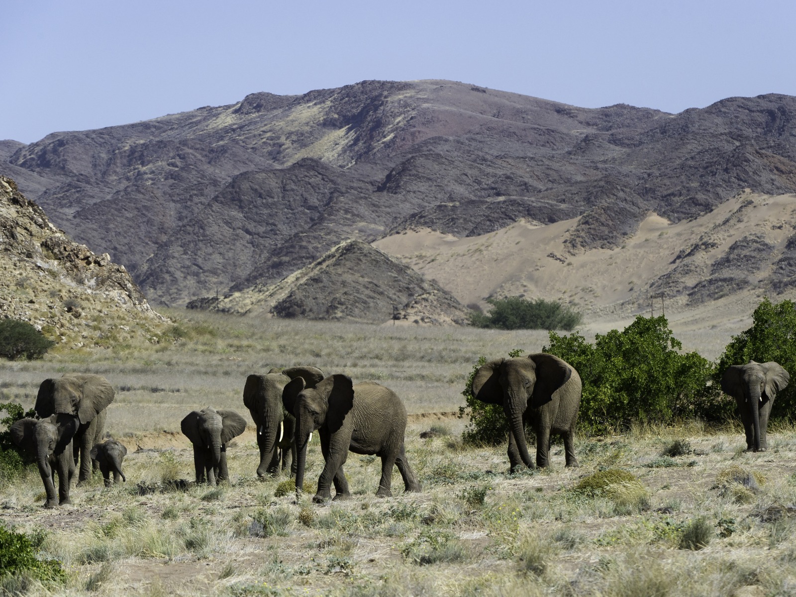 Namibia - Fauna und Reiseinformationen bei AFRIKARMA