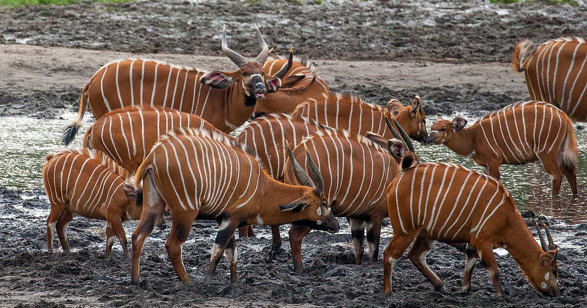 Sangha Lodge, Dzanga-Ndoki, Zentralafrikanische Republik - Bilder ...