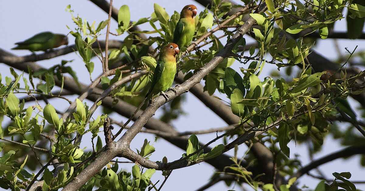 Kalamu Lagoon Camp, Luangwa Tal, Sambia - Bilder & Infos bei AFRIKARMA