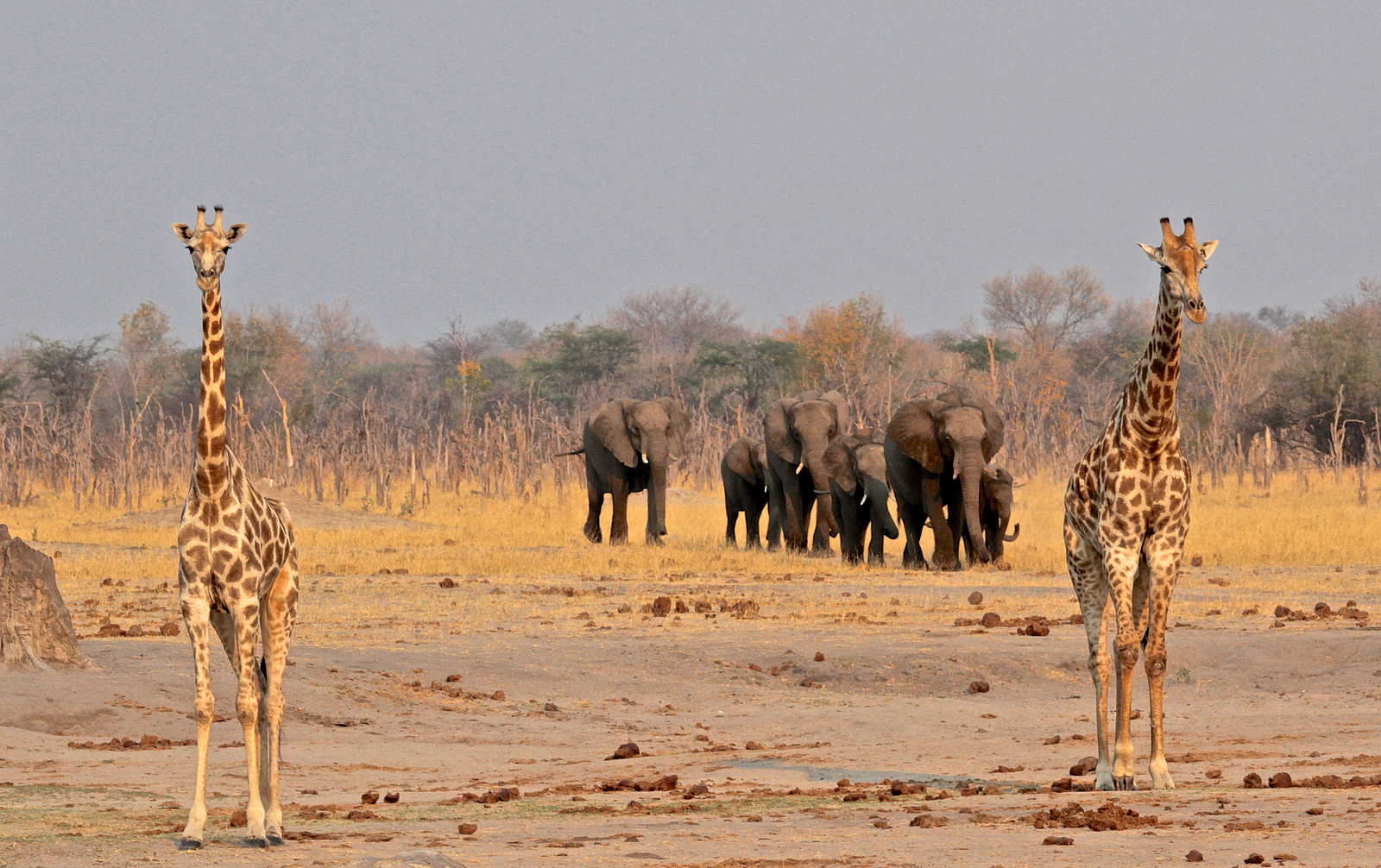 Simbabwe - Hwange National Park bei AFRIKARMA